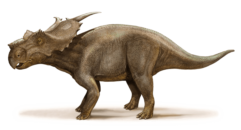 Achelousaurus – Urzeitshop